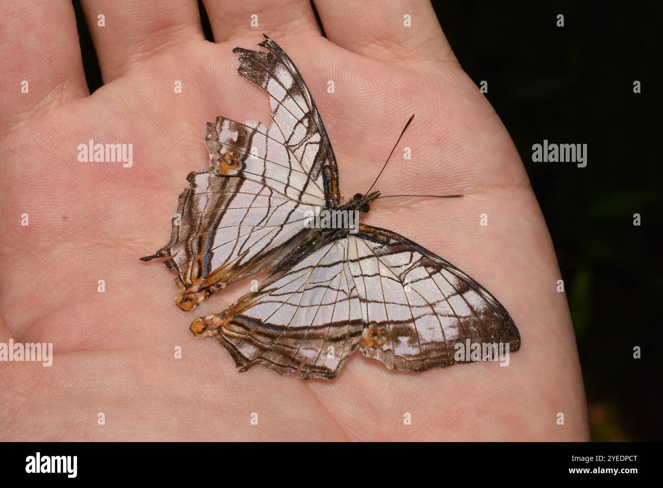 Common Mapwing (Cyrestis thyodamas Stock Photo - Alamy