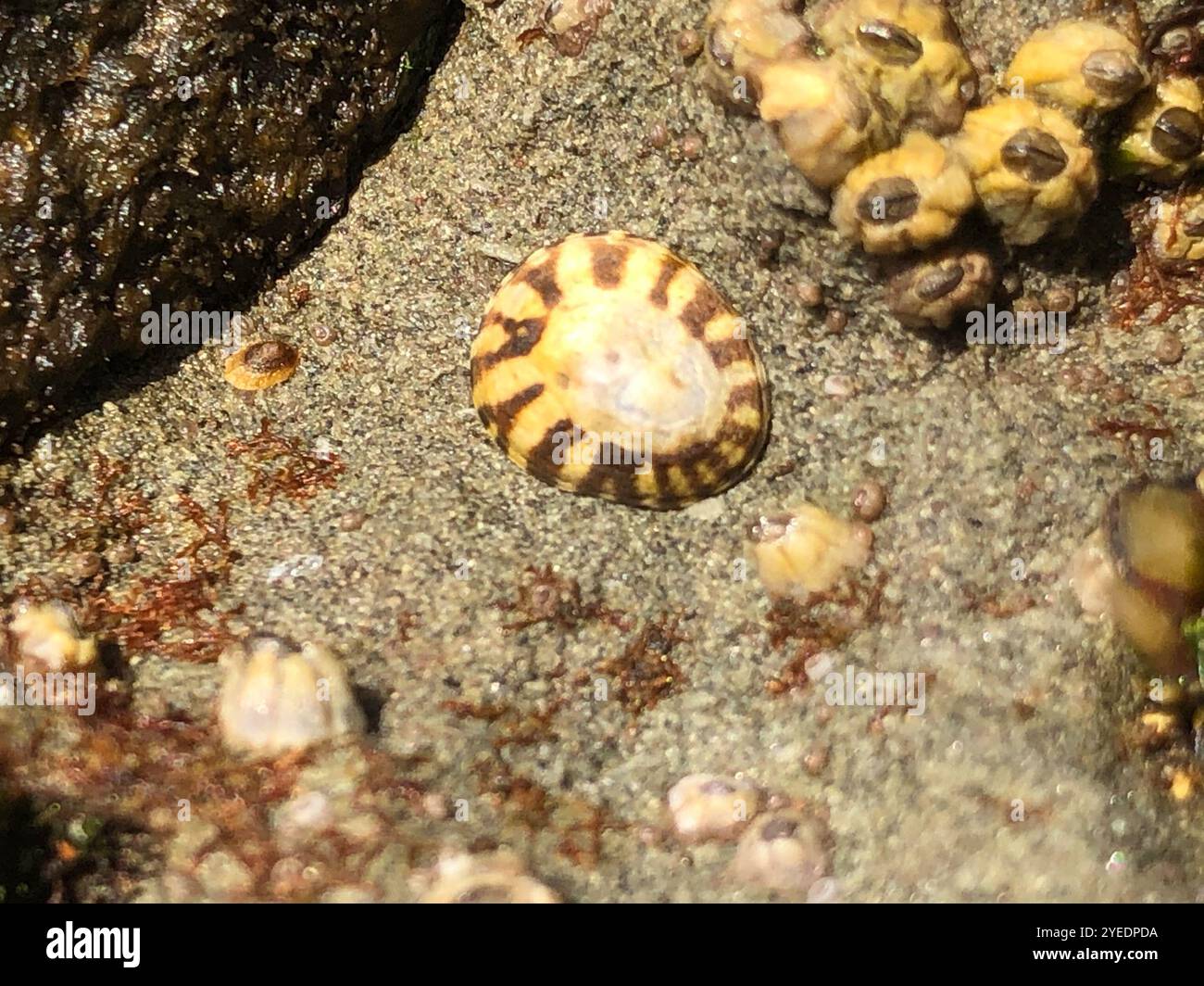 Plate Limpet (Lottia scutum Stock Photo - Alamy