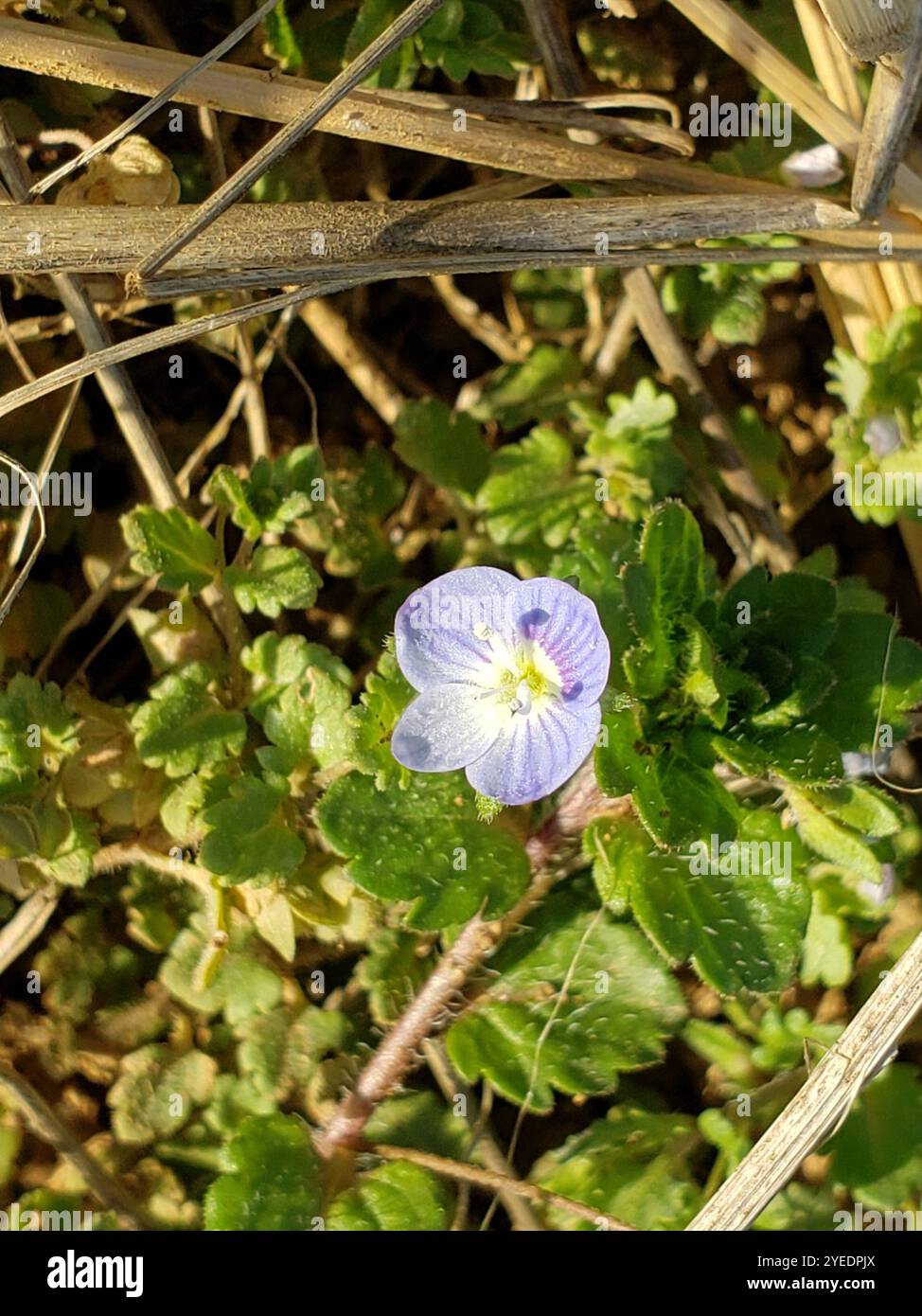 bird's-eye speedwell (Veronica persica Stock Photo - Alamy