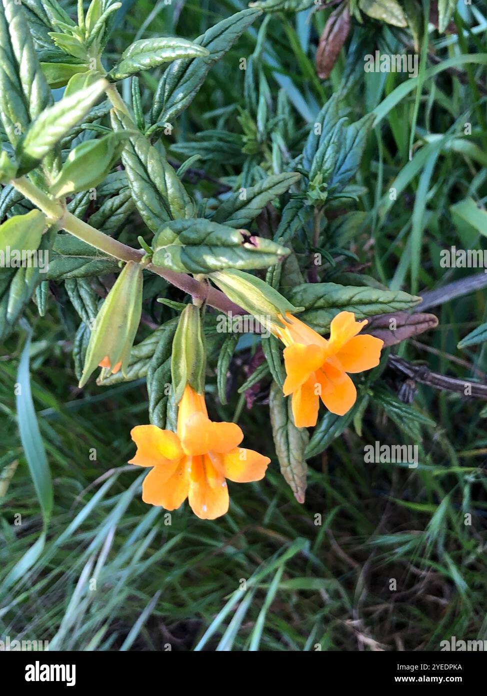 orange bush monkeyflower (Diplacus aurantiacus Stock Photo - Alamy