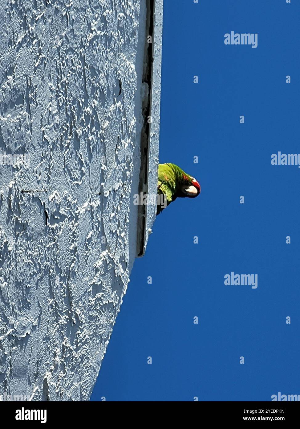 Mitred Parakeet (Psittacara mitratus Stock Photo - Alamy