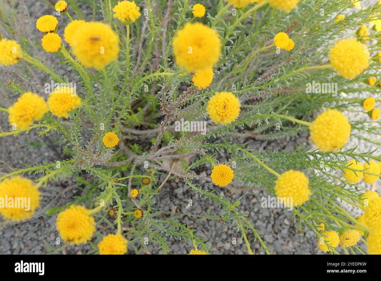 Bitterbush hi-res stock photography and images - Alamy