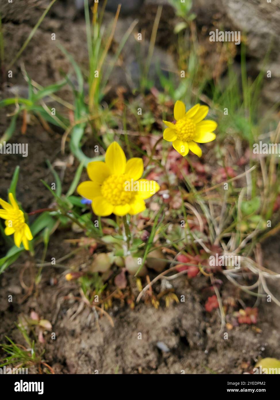 spring gold (Crocidium multicaule Stock Photo - Alamy