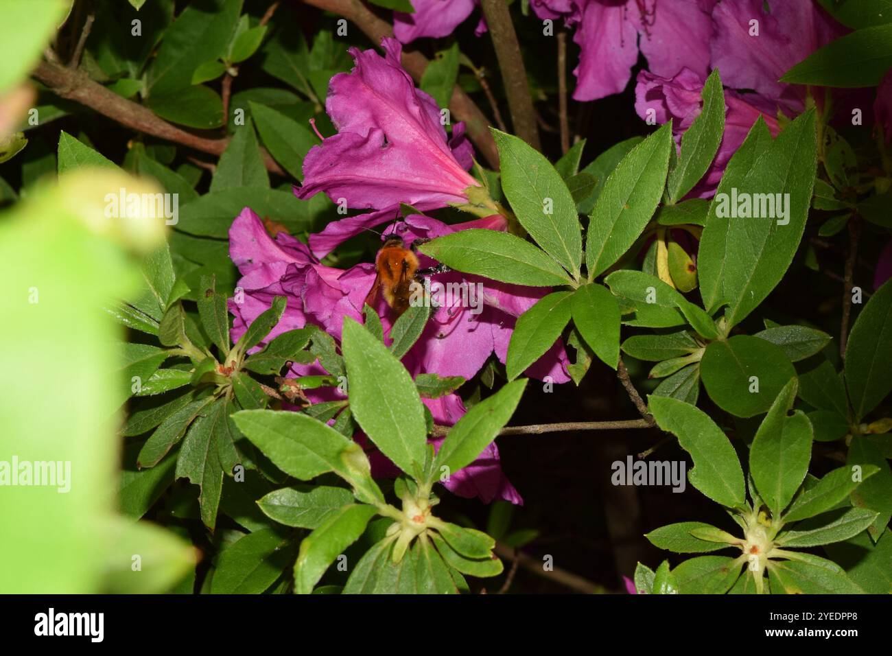 Bombus diversus hi-res stock photography and images - Alamy