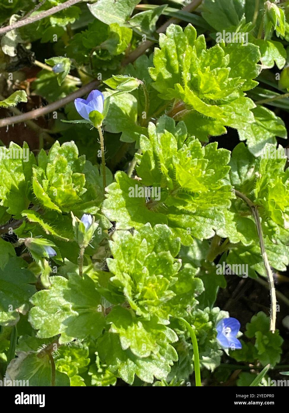 bird's-eye speedwell (Veronica persica Stock Photo - Alamy