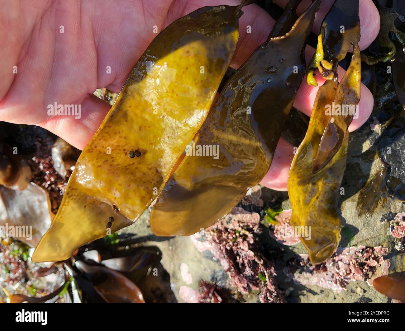 Gigartinaceae hi-res stock photography and images - Alamy