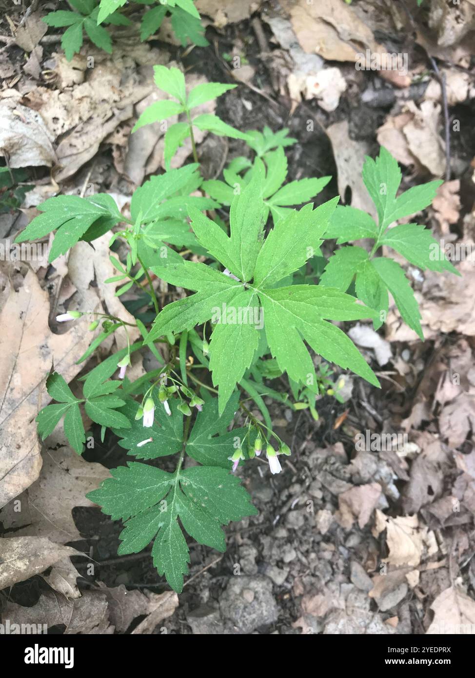 Virginia waterleaf (Hydrophyllum virginianum Stock Photo - Alamy