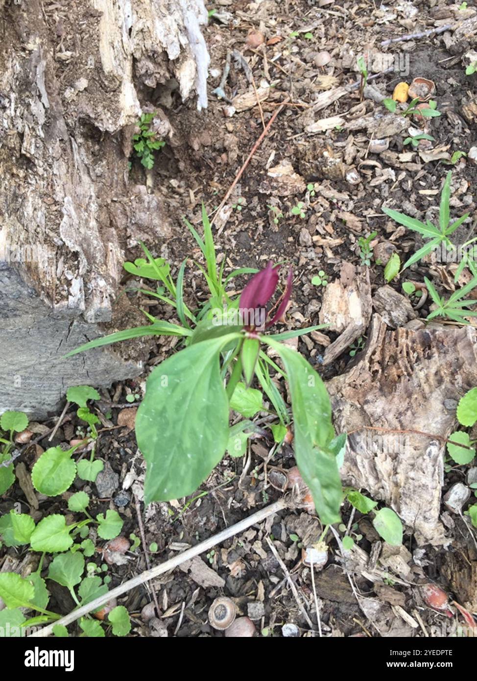 Trillium recurvatum hi-res stock photography and images - Alamy