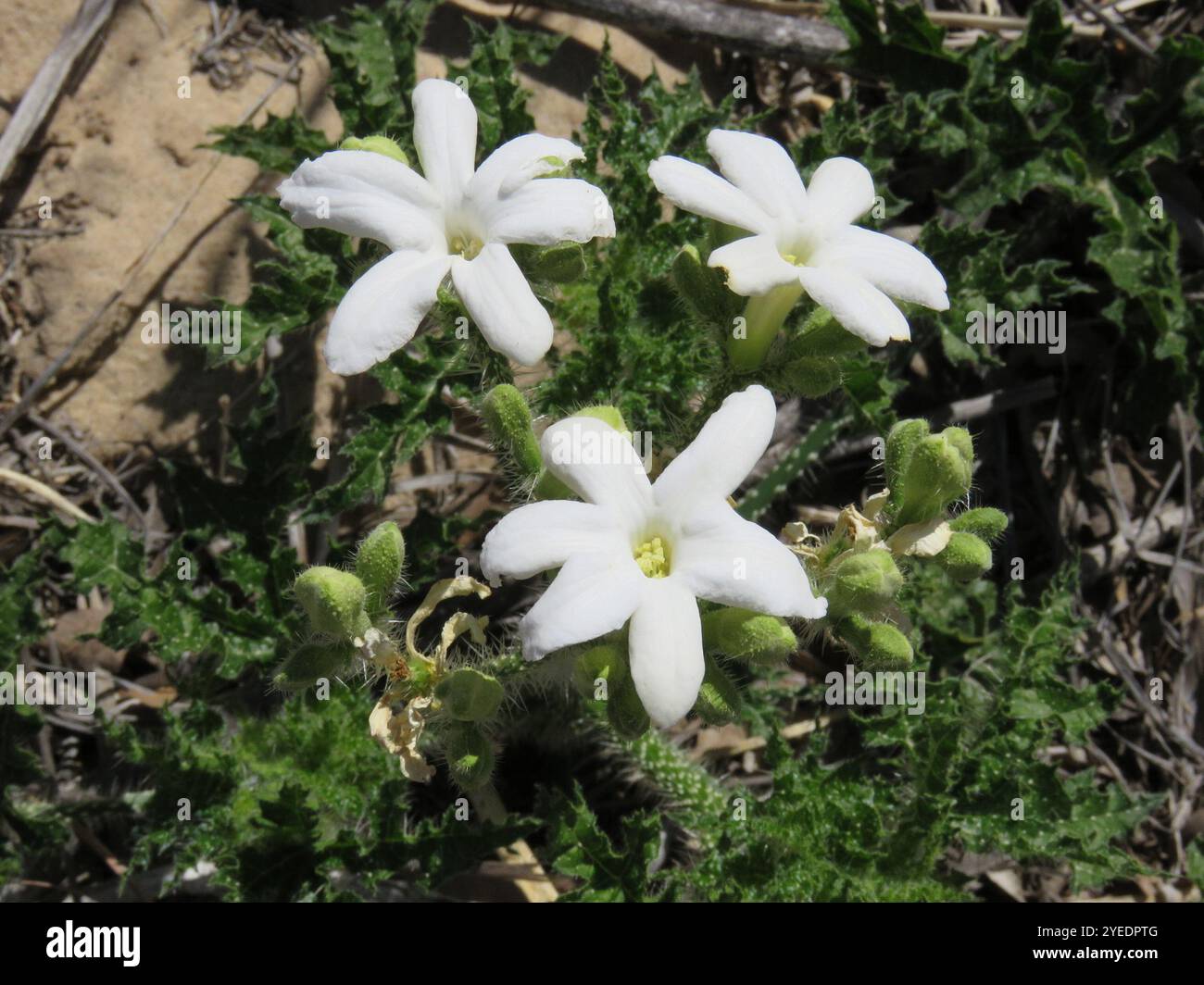 Texas Bull Nettle (Cnidoscolus texanus Stock Photo - Alamy