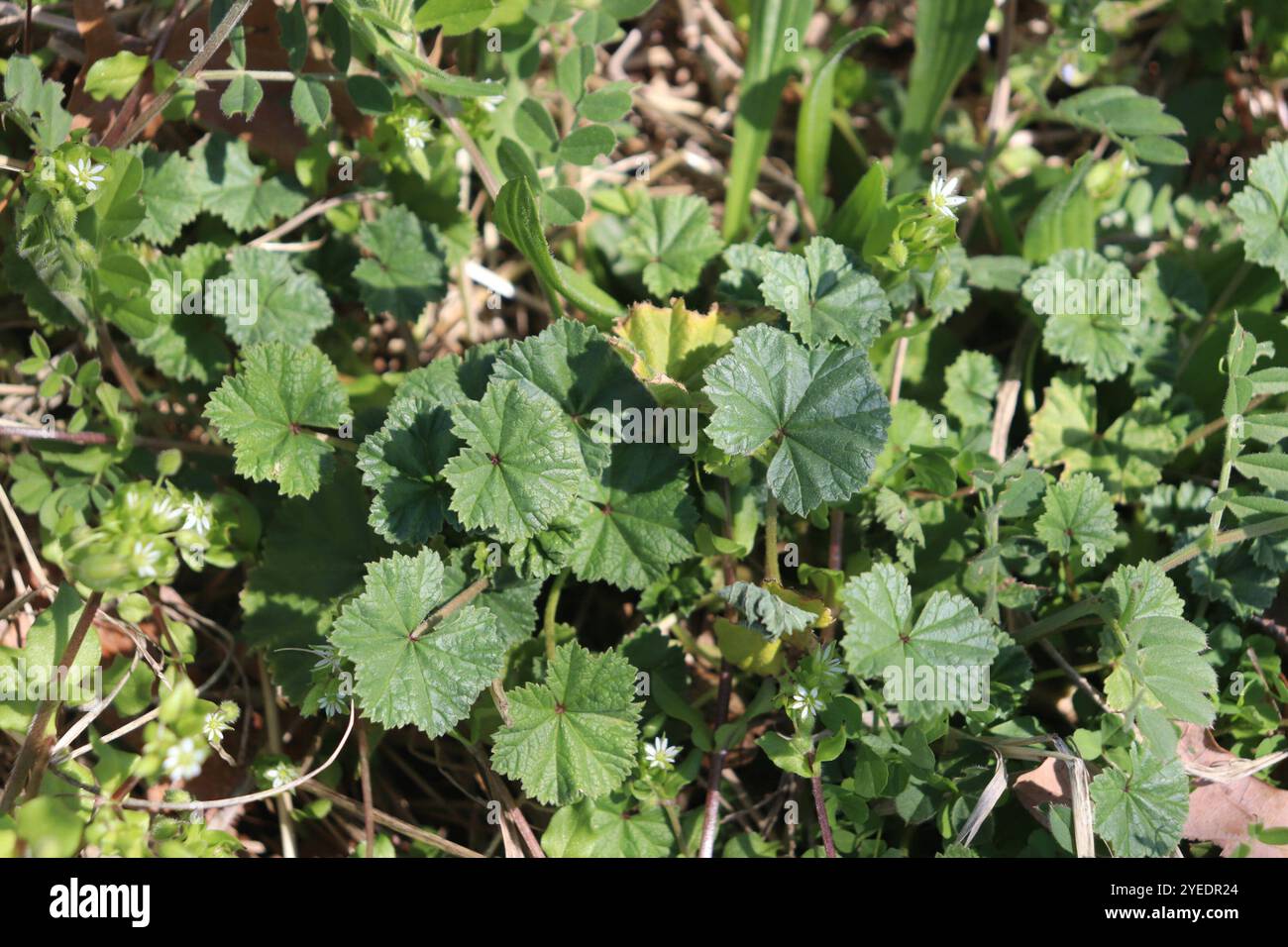 dwarf mallow (Malva neglecta Stock Photo - Alamy