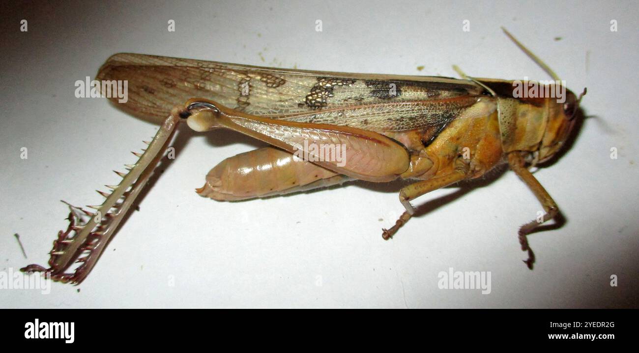 Tree Locusts (Acanthacris Stock Photo - Alamy
