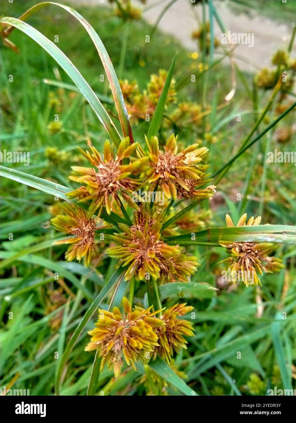 tall flatsedge (Cyperus eragrostis Stock Photo - Alamy