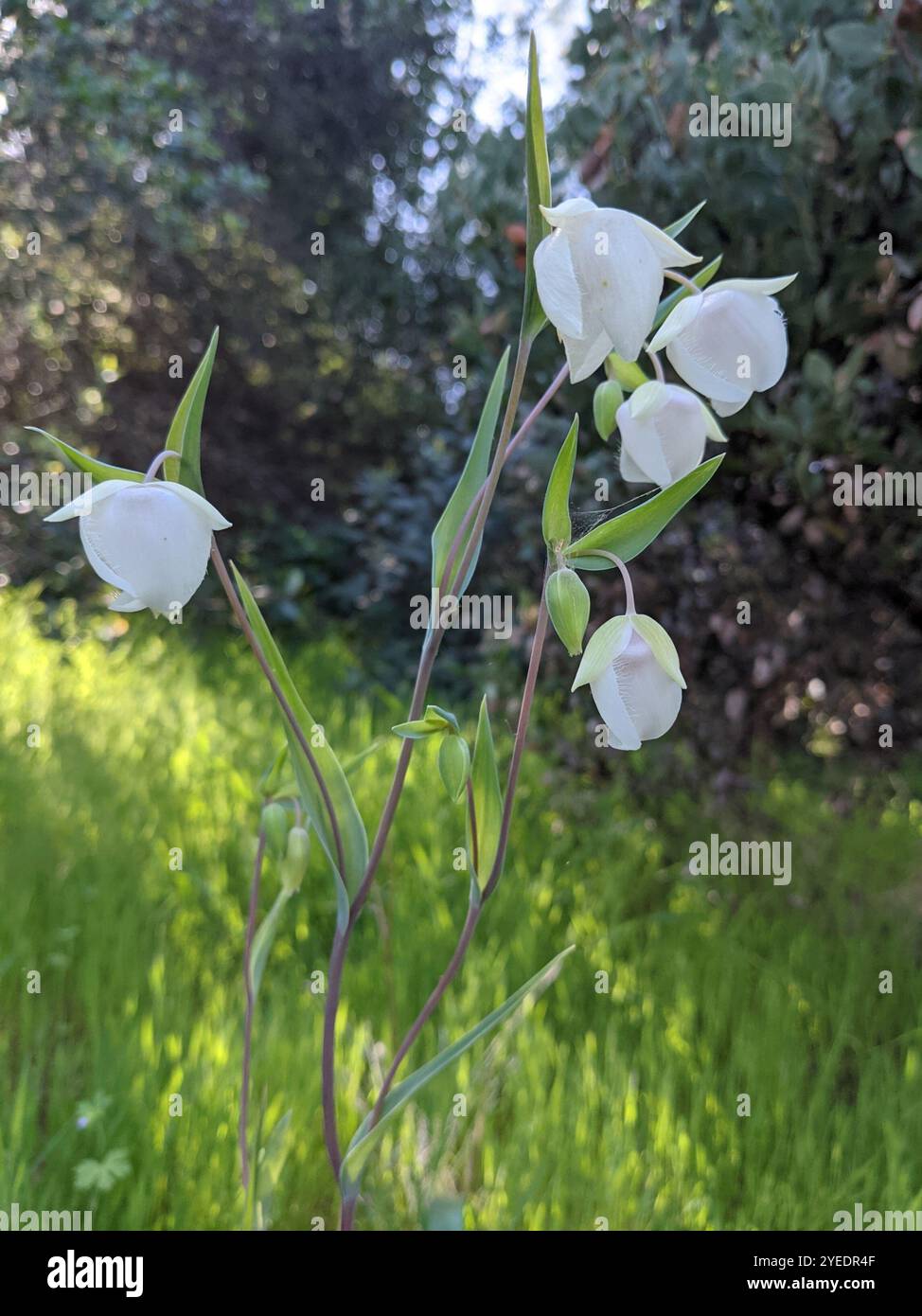 White Globe Lily (Calochortus albus Stock Photo - Alamy