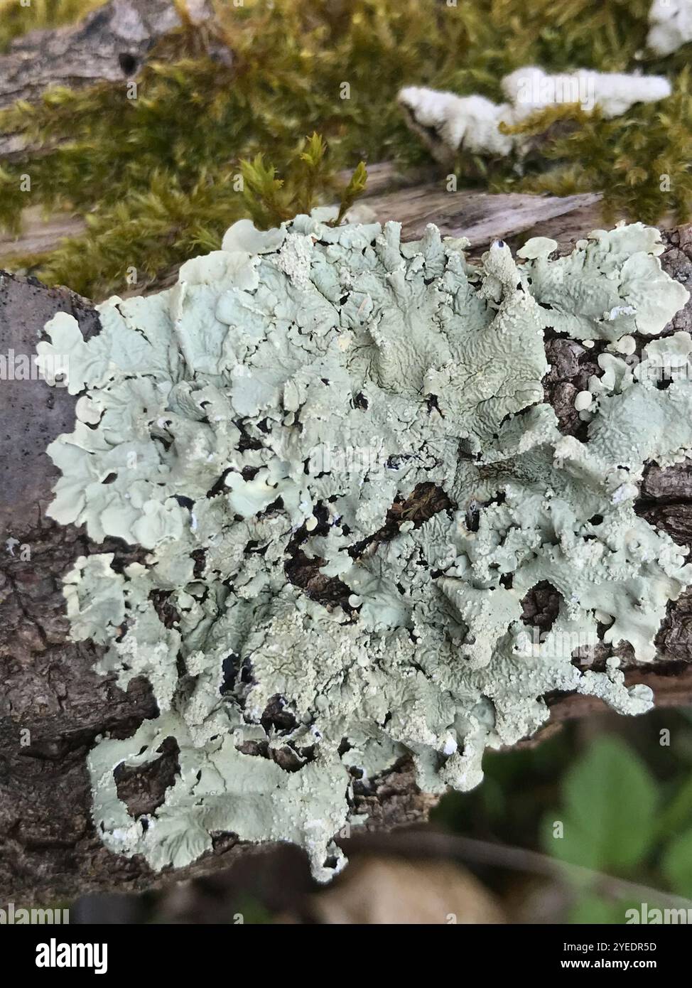 common greenshield lichen (Flavoparmelia caperata Stock Photo - Alamy