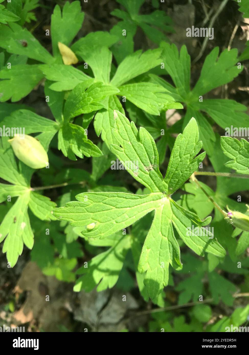 wild geranium (Geranium maculatum Stock Photo - Alamy