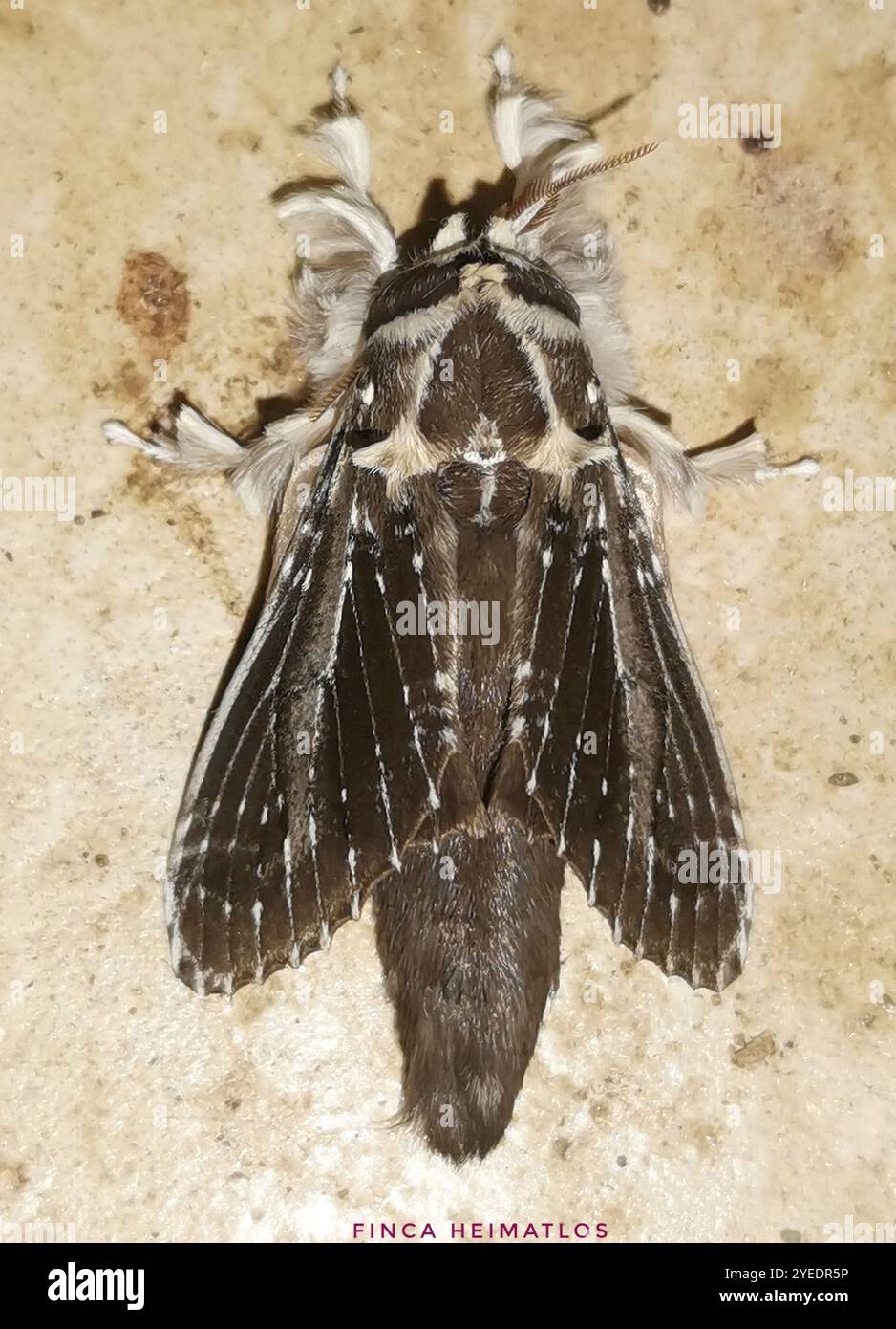 Lappet Moths (Lasiocampidae Stock Photo - Alamy