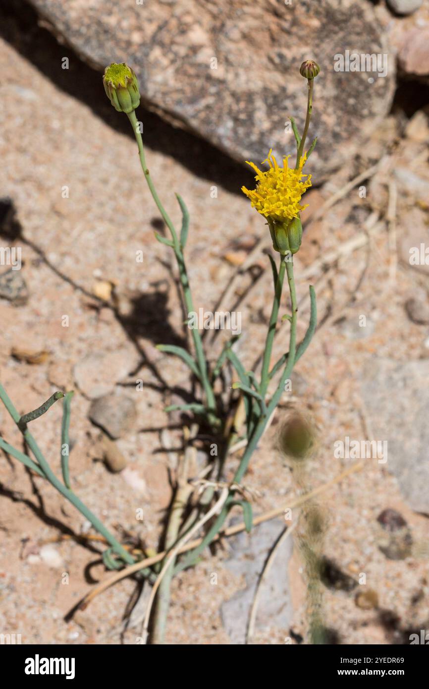 Trans-Pecos Poreleaf (Porophyllum scoparium Stock Photo - Alamy