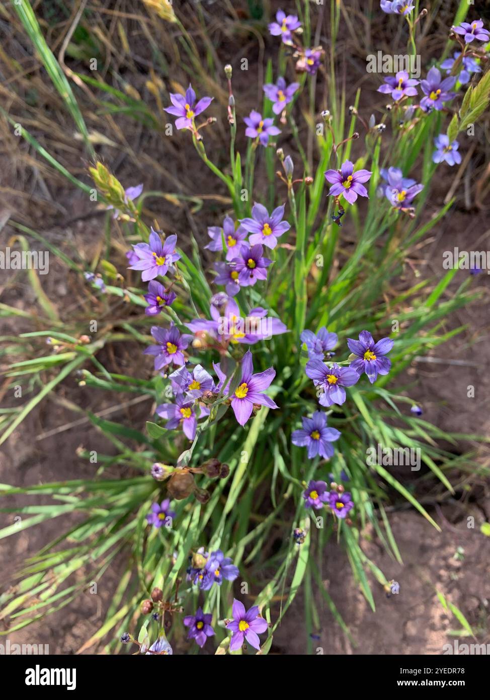 western blue-eyed grass (Sisyrinchium bellum Stock Photo - Alamy