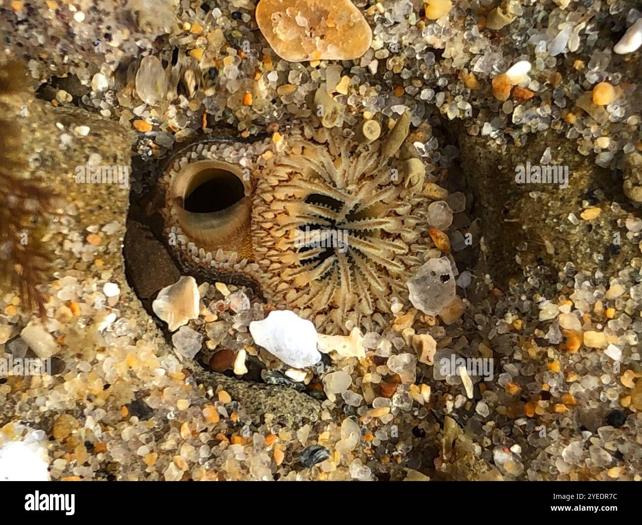 Venus Clams (Veneridae Stock Photo - Alamy