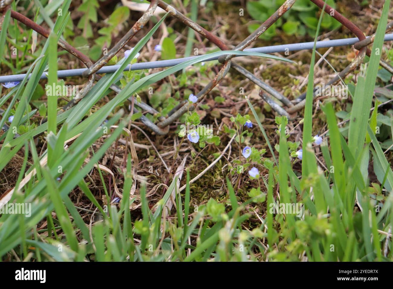 bird's-eye speedwell (Veronica persica Stock Photo - Alamy