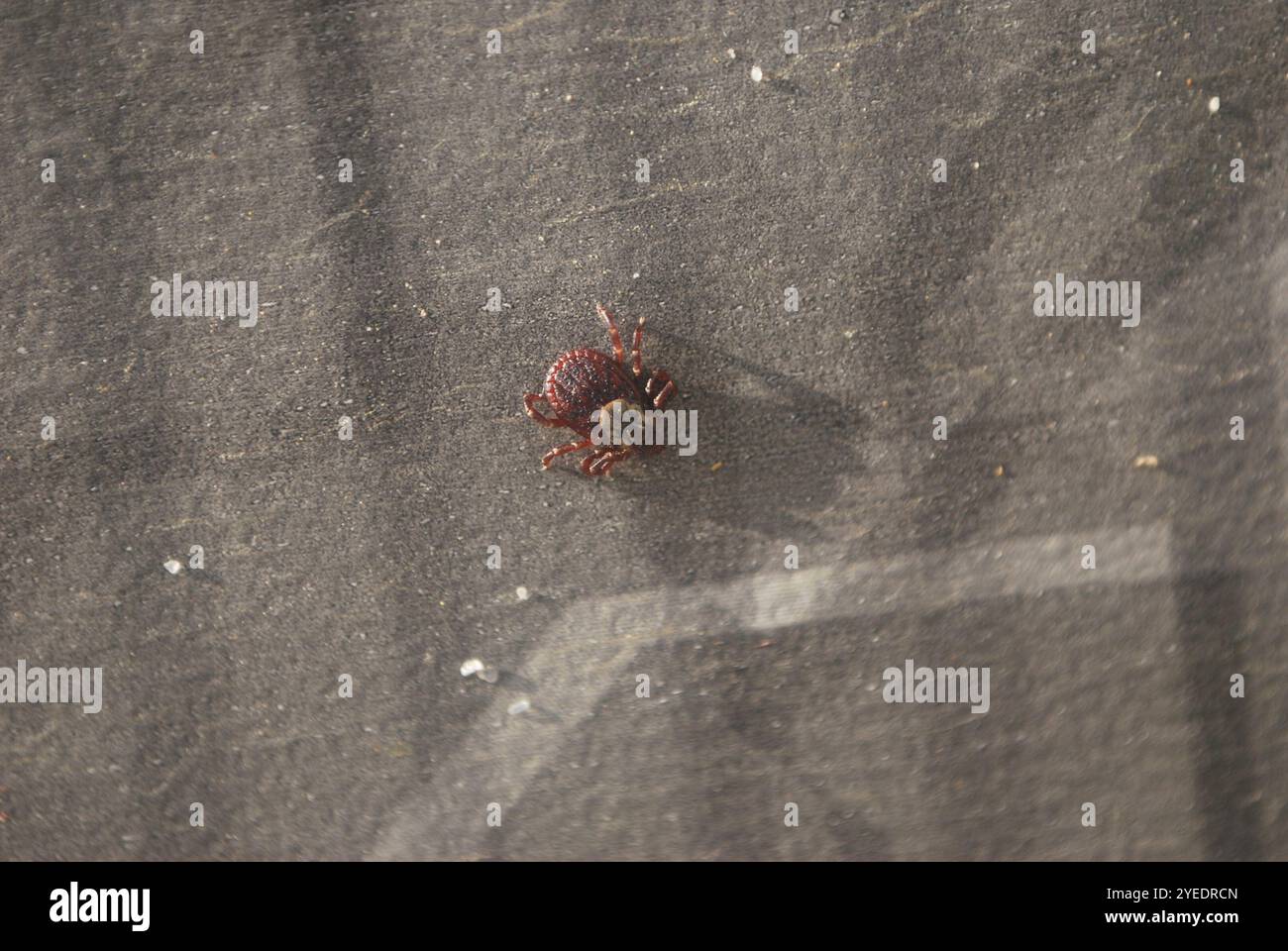 American Dog Tick (Dermacentor variabilis Stock Photo - Alamy
