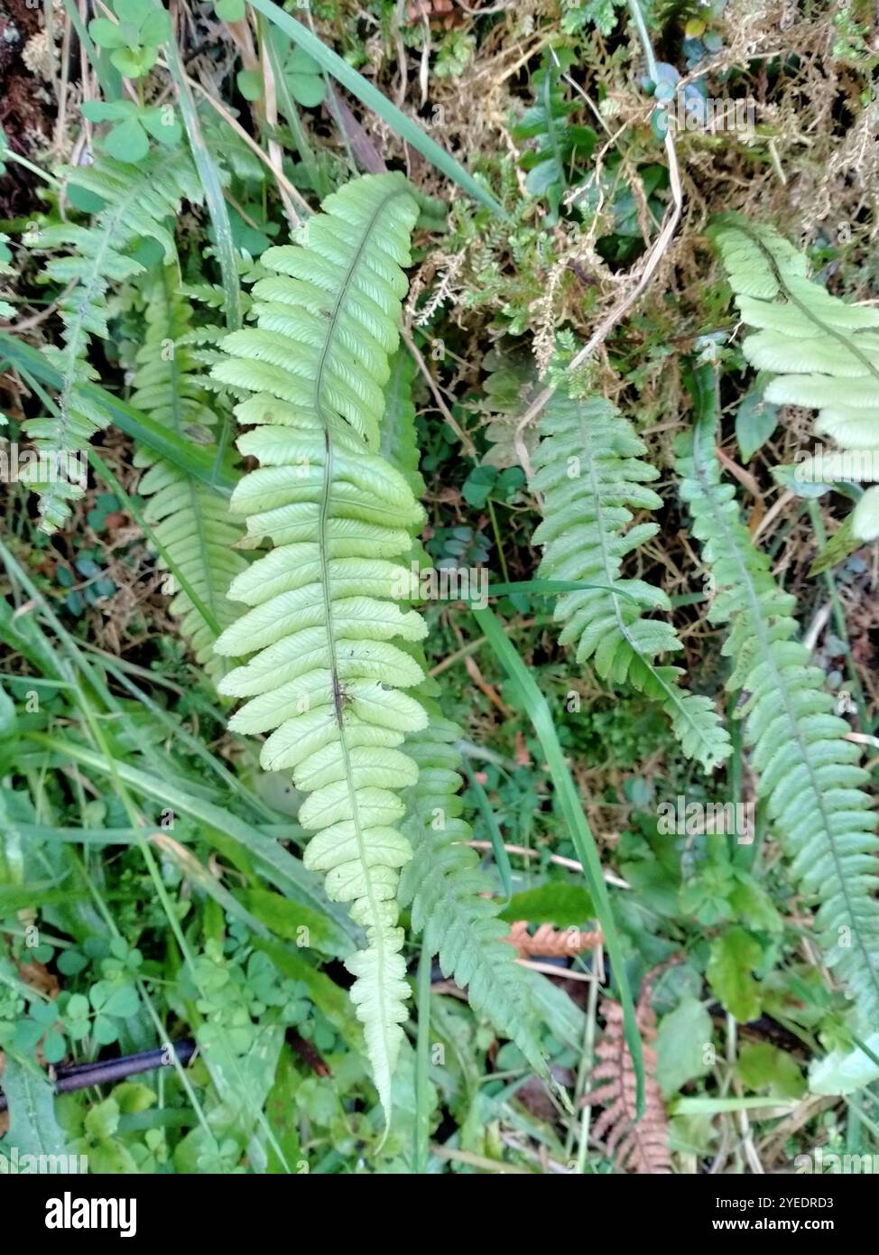 Blechnum chambersii hi-res stock photography and images - Alamy