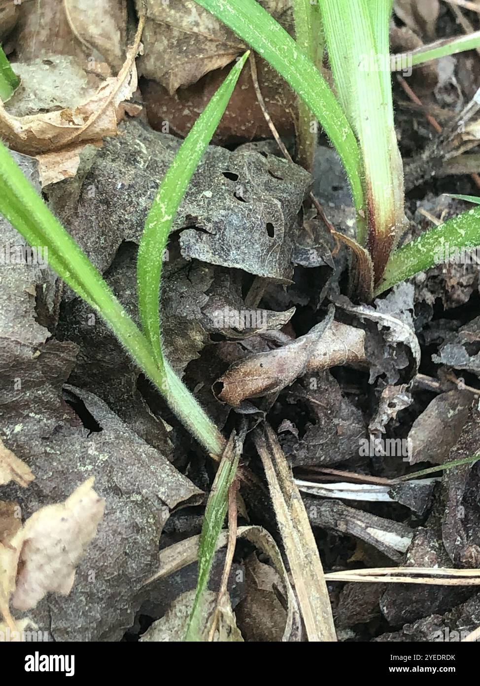 Sharpscale sedge (Carex oxylepis Stock Photo - Alamy