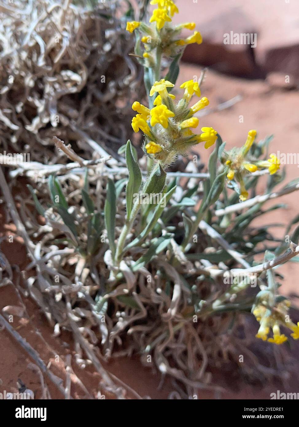 Brendas yellow cryptantha hi-res stock photography and images - Alamy