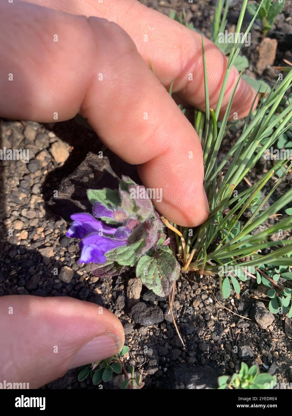 blue skullcap (Scutellaria tuberosa Stock Photo - Alamy