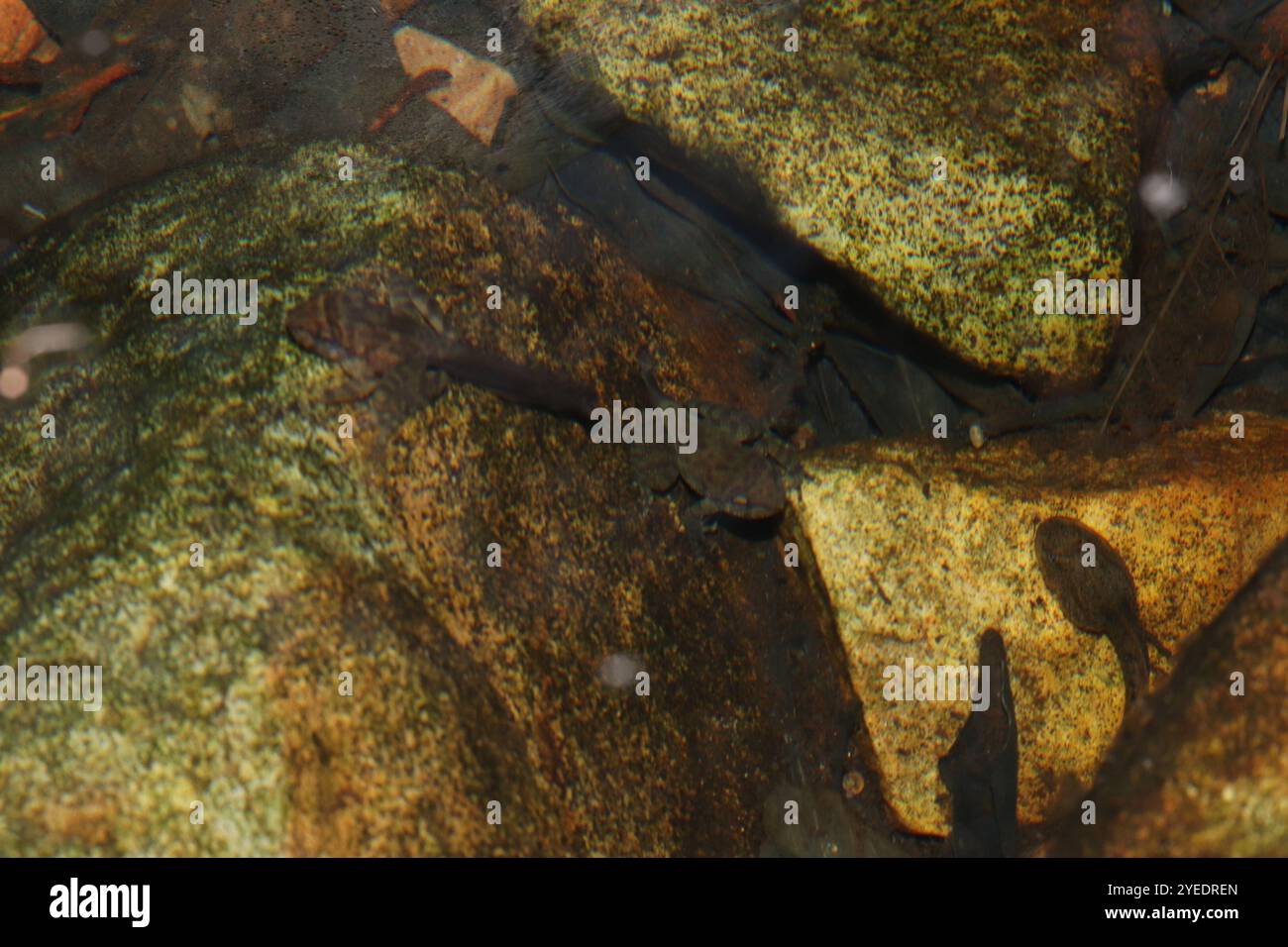 Cape Ghost frog (Heleophryne purcelli Stock Photo - Alamy