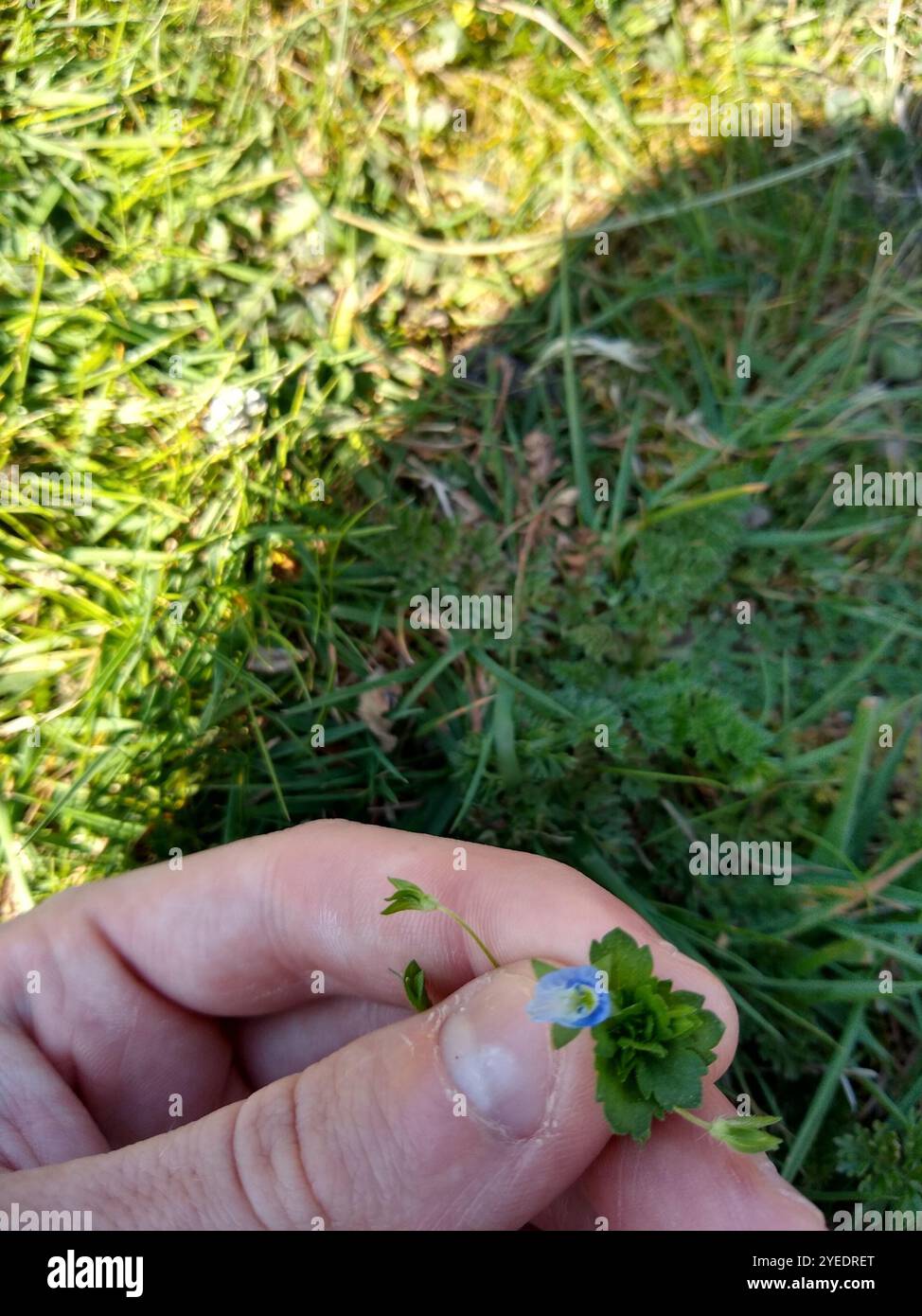 bird's-eye speedwell (Veronica persica Stock Photo - Alamy