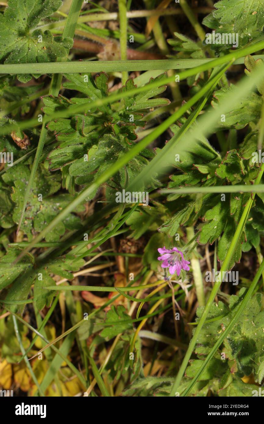 Dove's-foot Crane's-Bill Complex (Geranium molle Stock Photo - Alamy