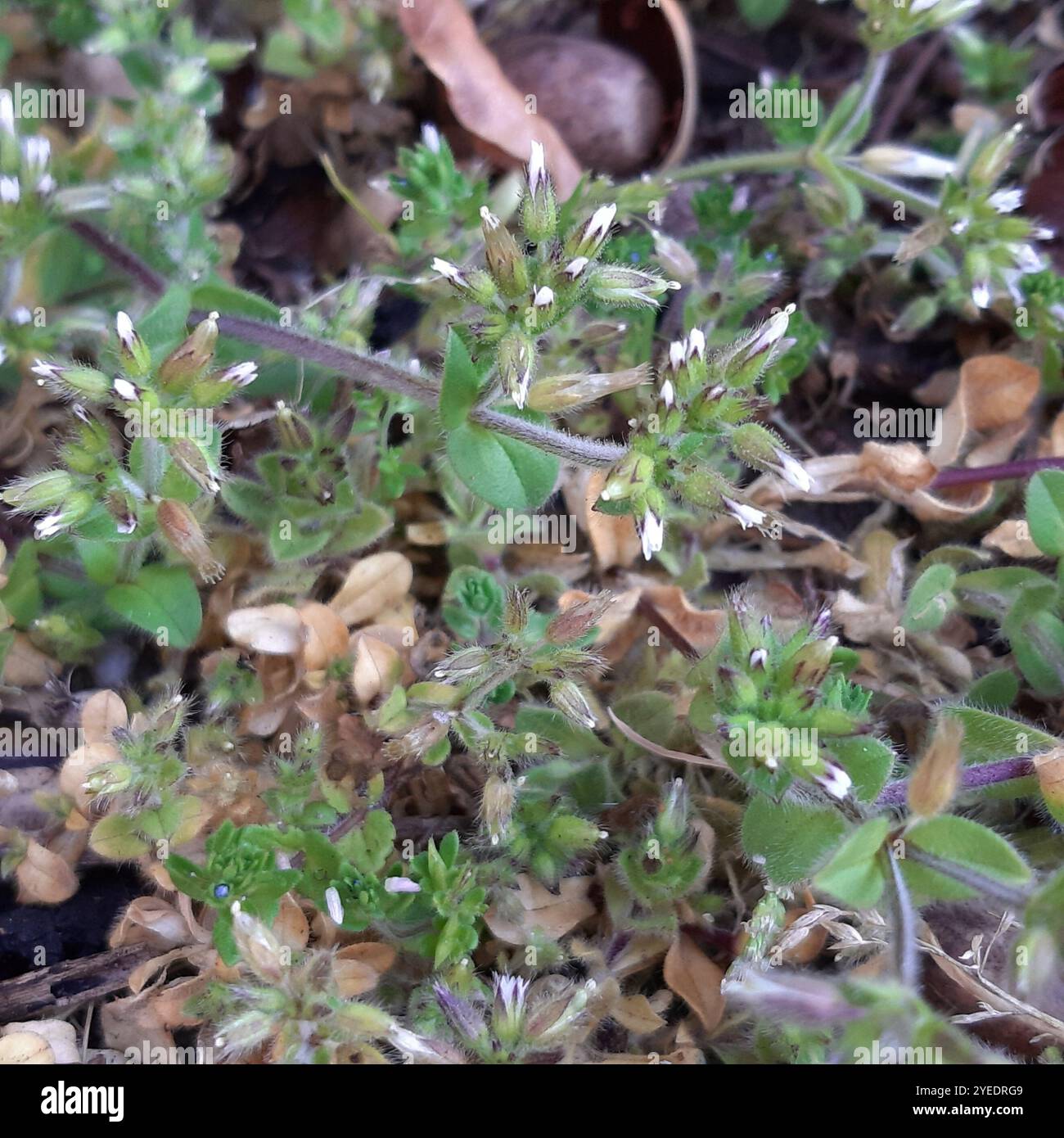 Sticky mouse-ear chickweed (Cerastium glomeratum Stock Photo - Alamy
