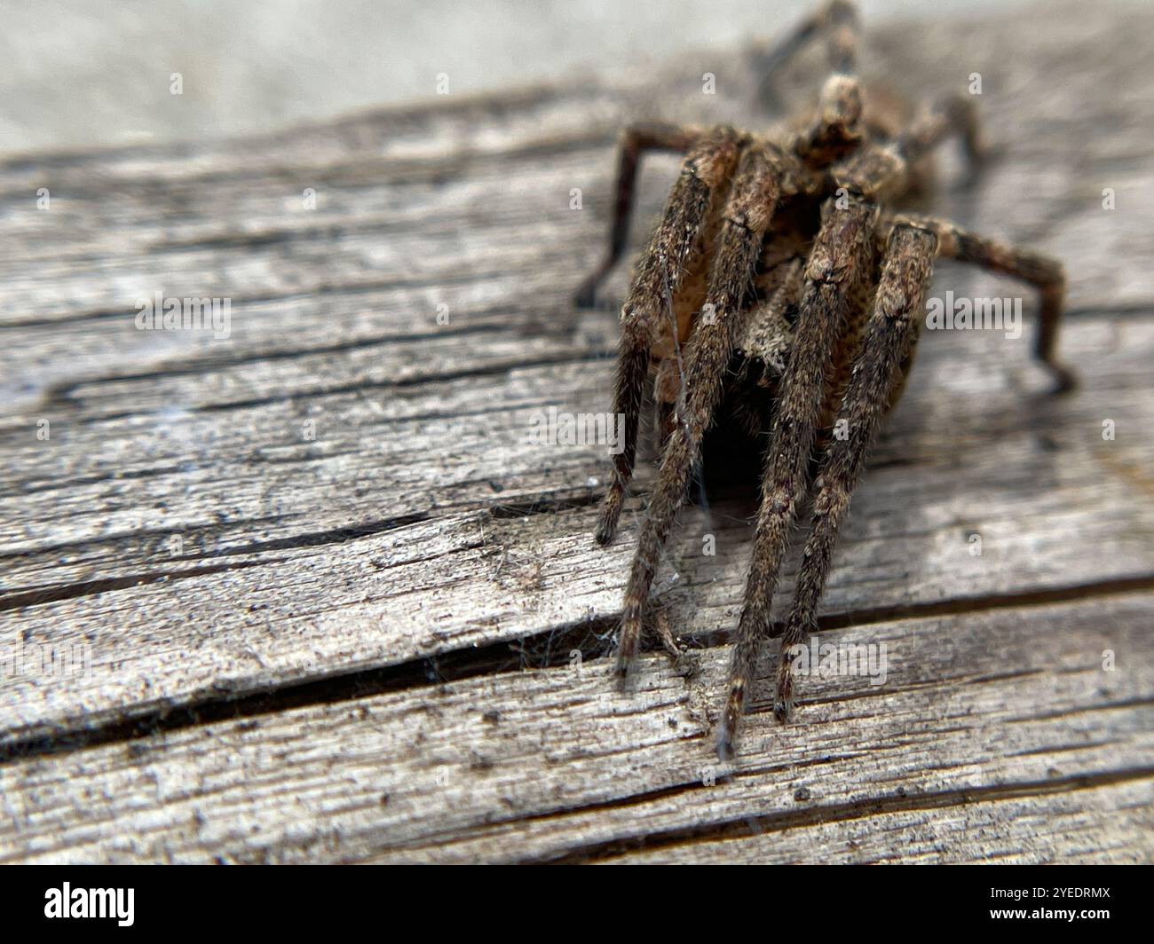 Mediterranean Spiny False Wolf Spider (Zoropsis spinimana Stock Photo ...