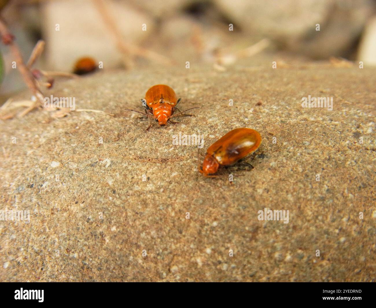 Aulacophora hi-res stock photography and images - Alamy
