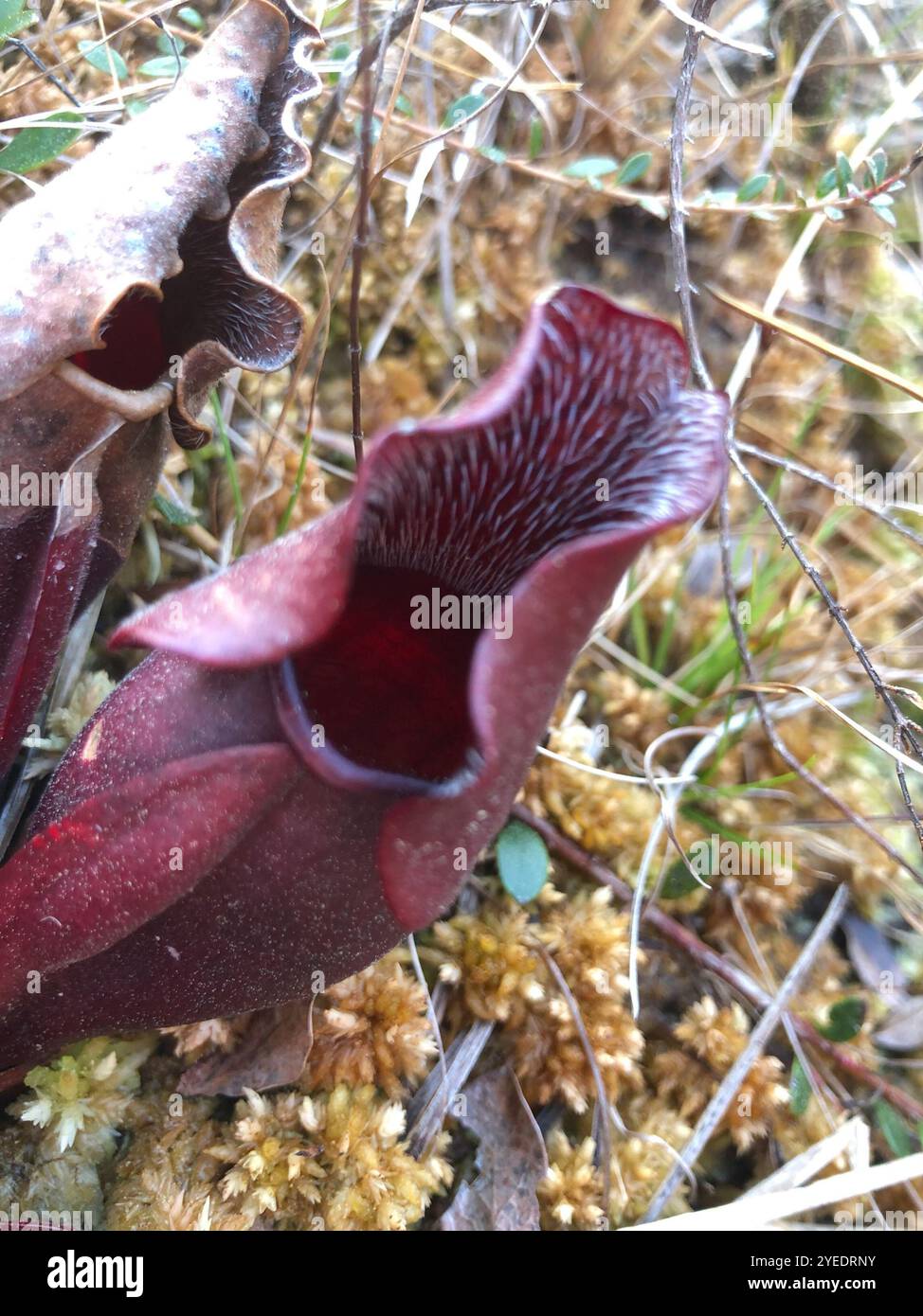 Southern Purple Pitcher Plant (Sarracenia purpurea venosa Stock Photo ...
