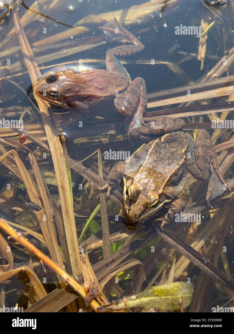 Wood Frog (Lithobates sylvaticus Stock Photo - Alamy