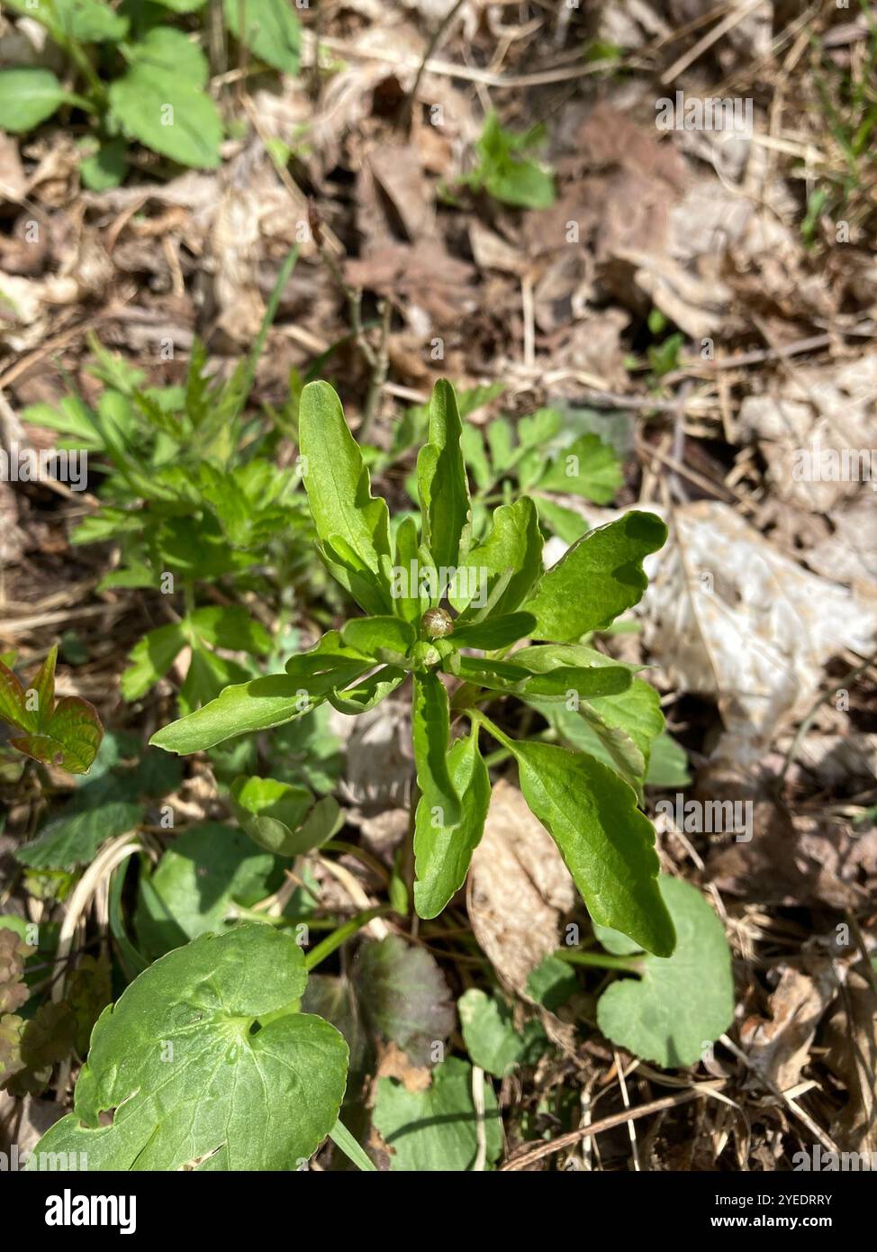 small-flowered buttercup (Ranunculus abortivus Stock Photo - Alamy
