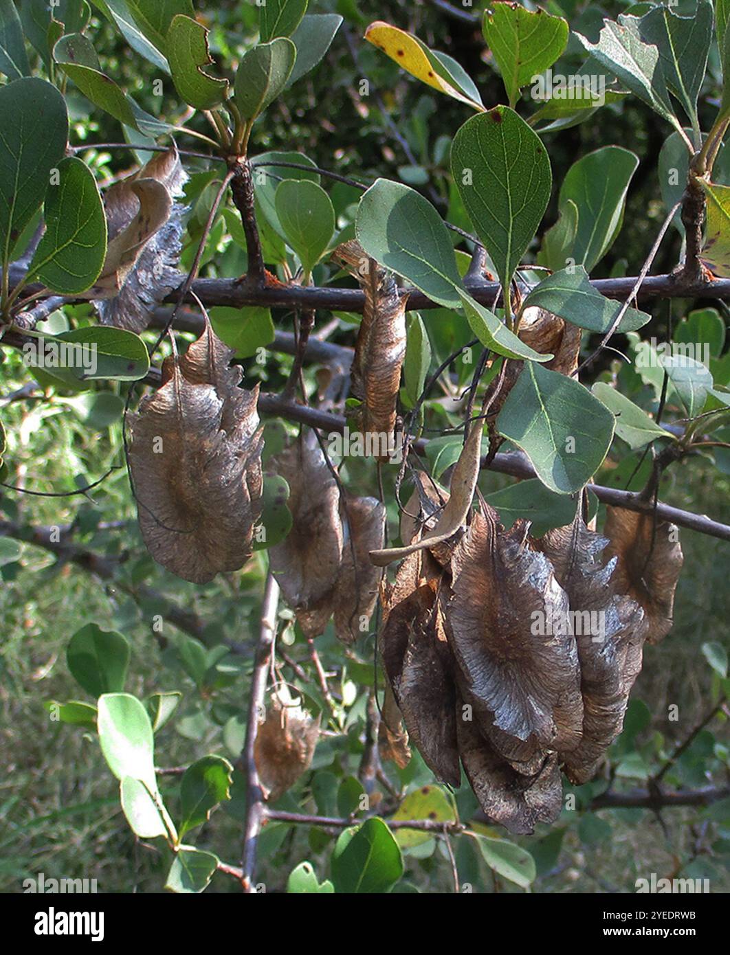 Purplepod clusterleaf (Terminalia prunioides Stock Photo - Alamy