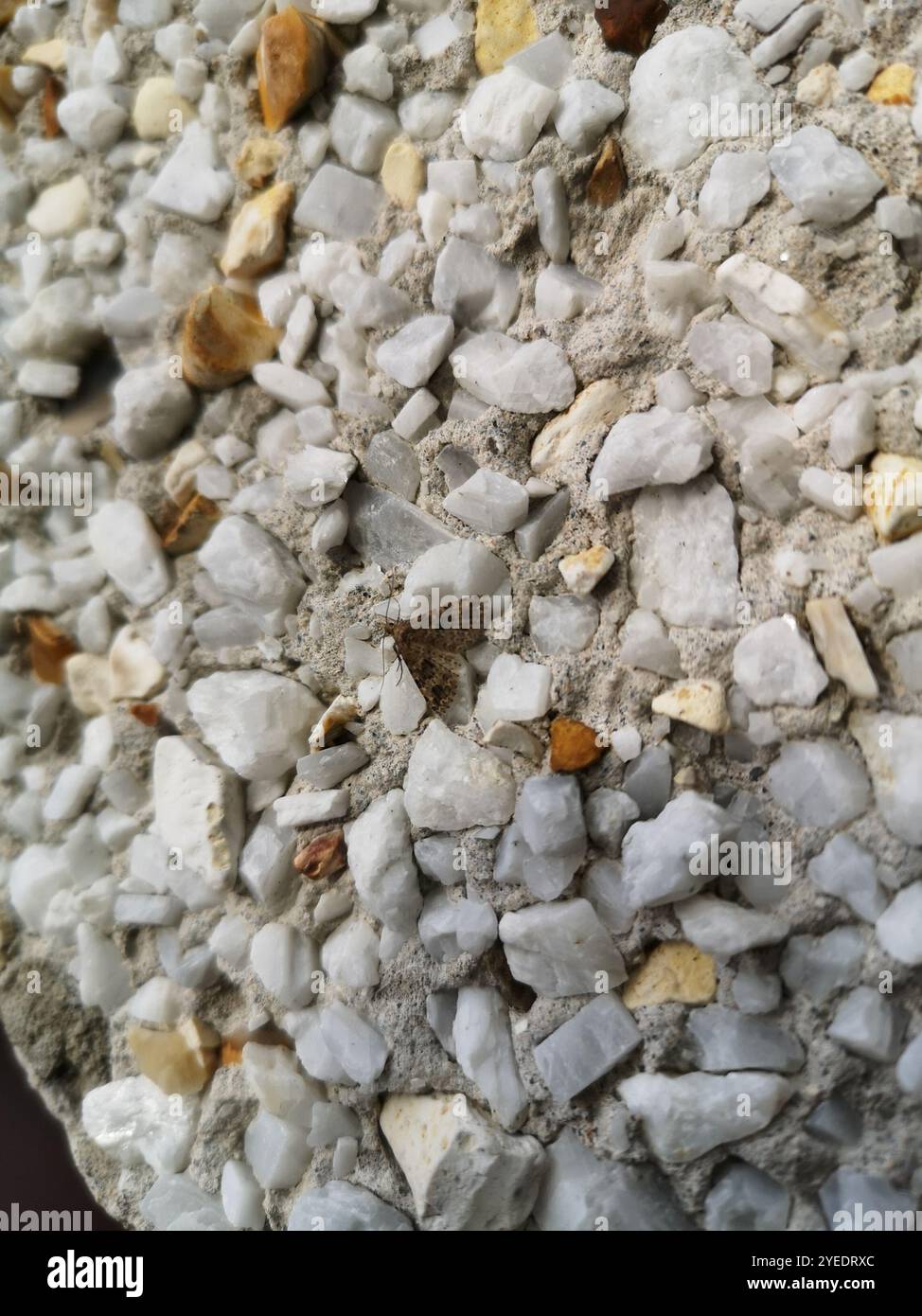 Twenty plume moth alucita hexadactyla hi-res stock photography and ...