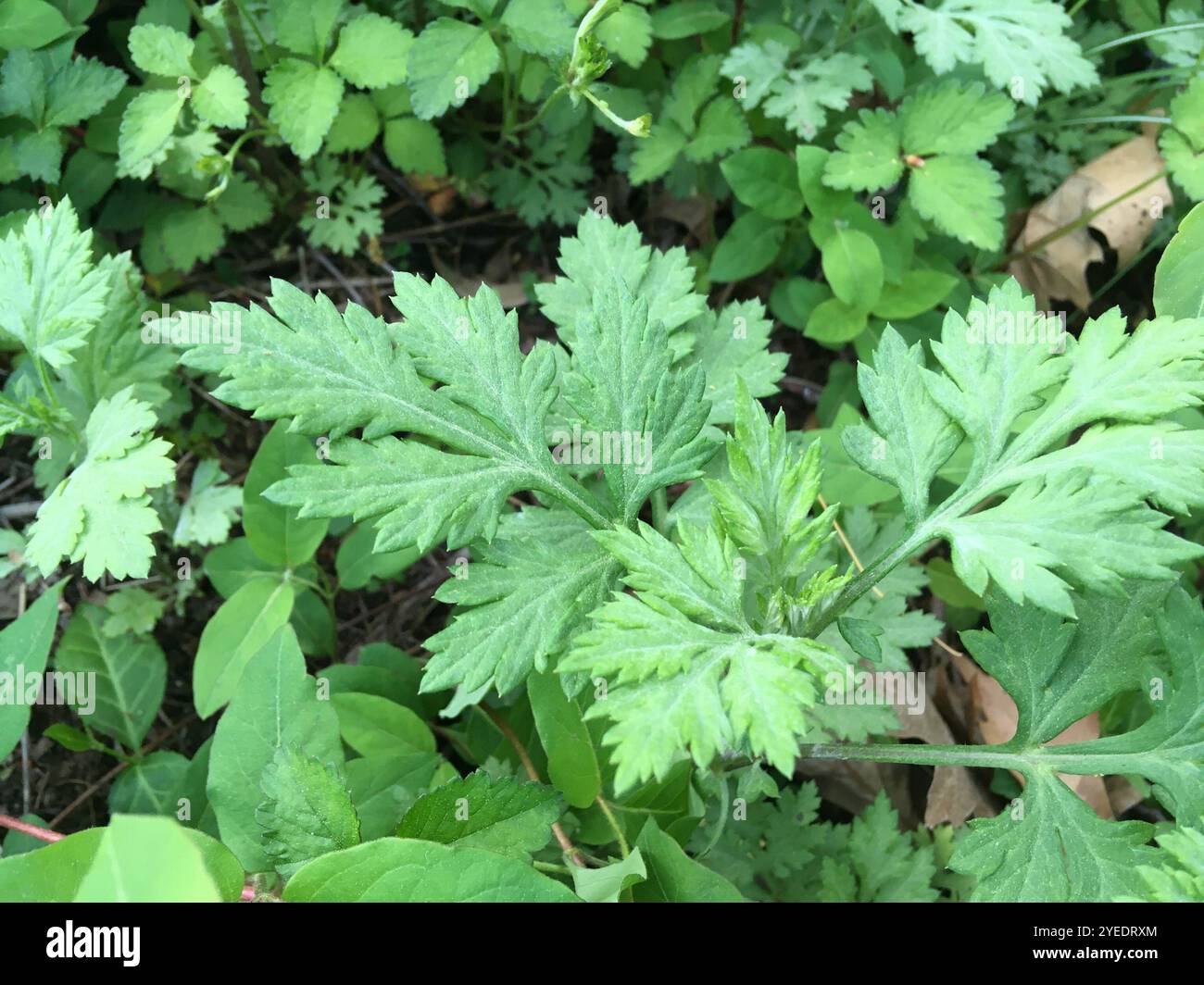 common mugwort (Artemisia vulgaris Stock Photo - Alamy