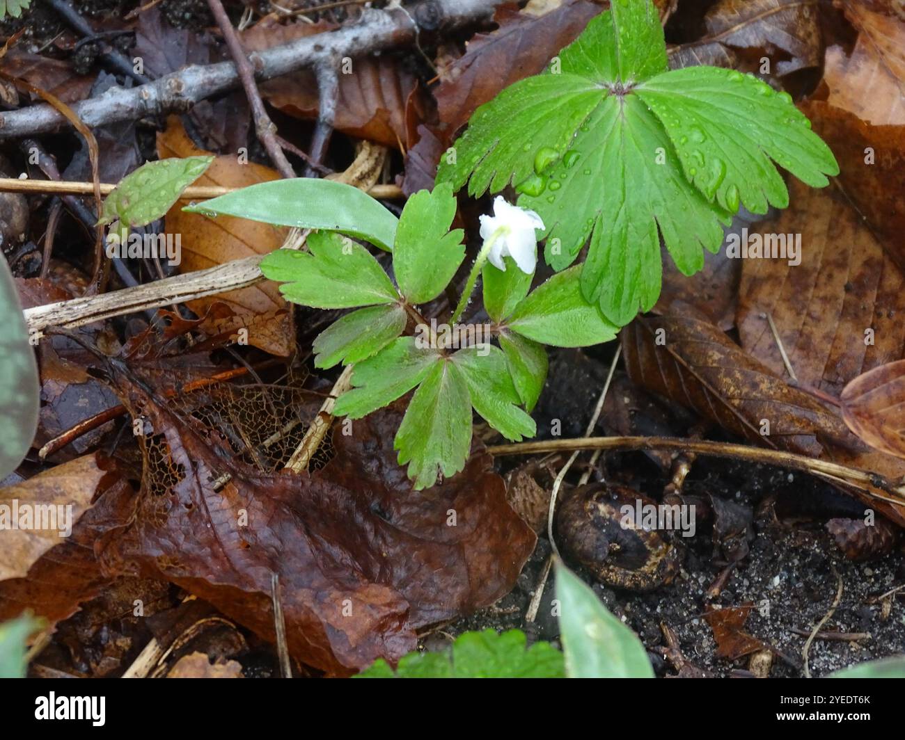 wood anemone (Anemonoides quinquefolia Stock Photo - Alamy