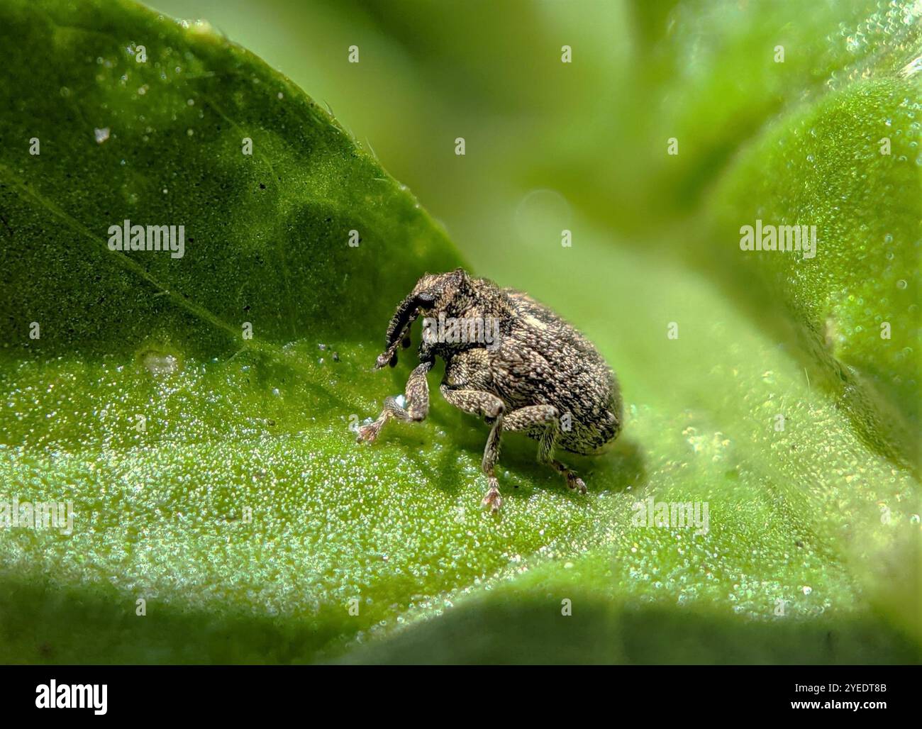 Cabbage Stem Weevil (Ceutorhynchus pallidactylus Stock Photo - Alamy