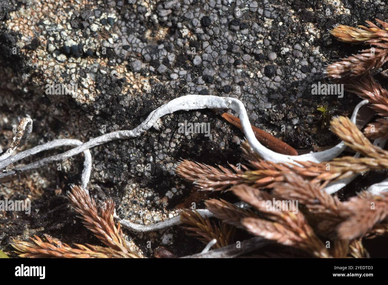 Whiteworm Lichen (Thamnolia vermicularis Stock Photo - Alamy