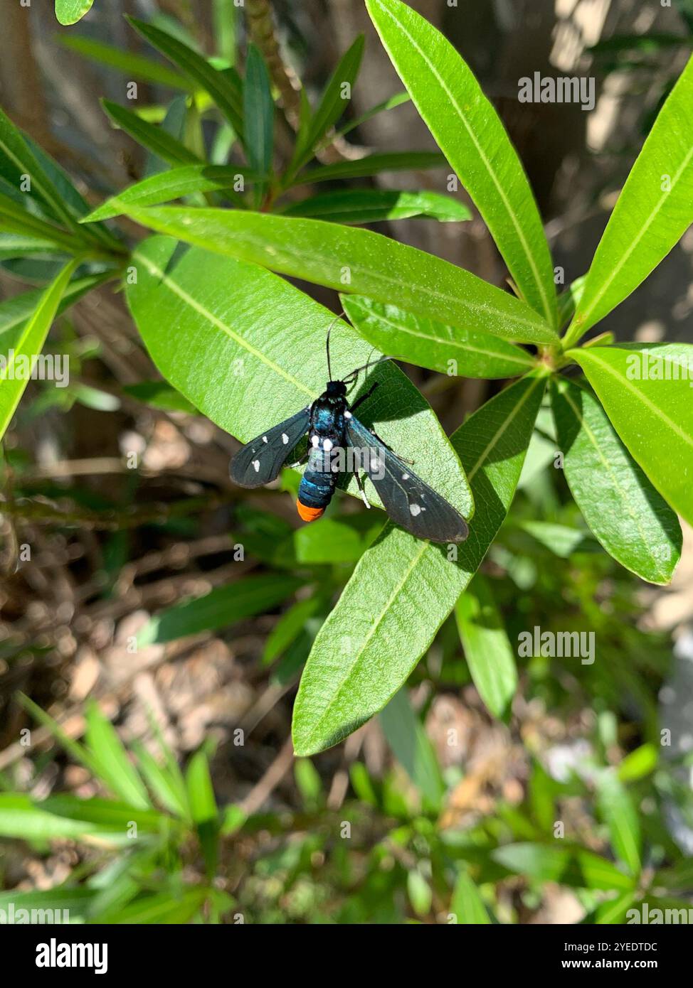 Polka-Dot Wasp Moth (Syntomeida epilais Stock Photo - Alamy