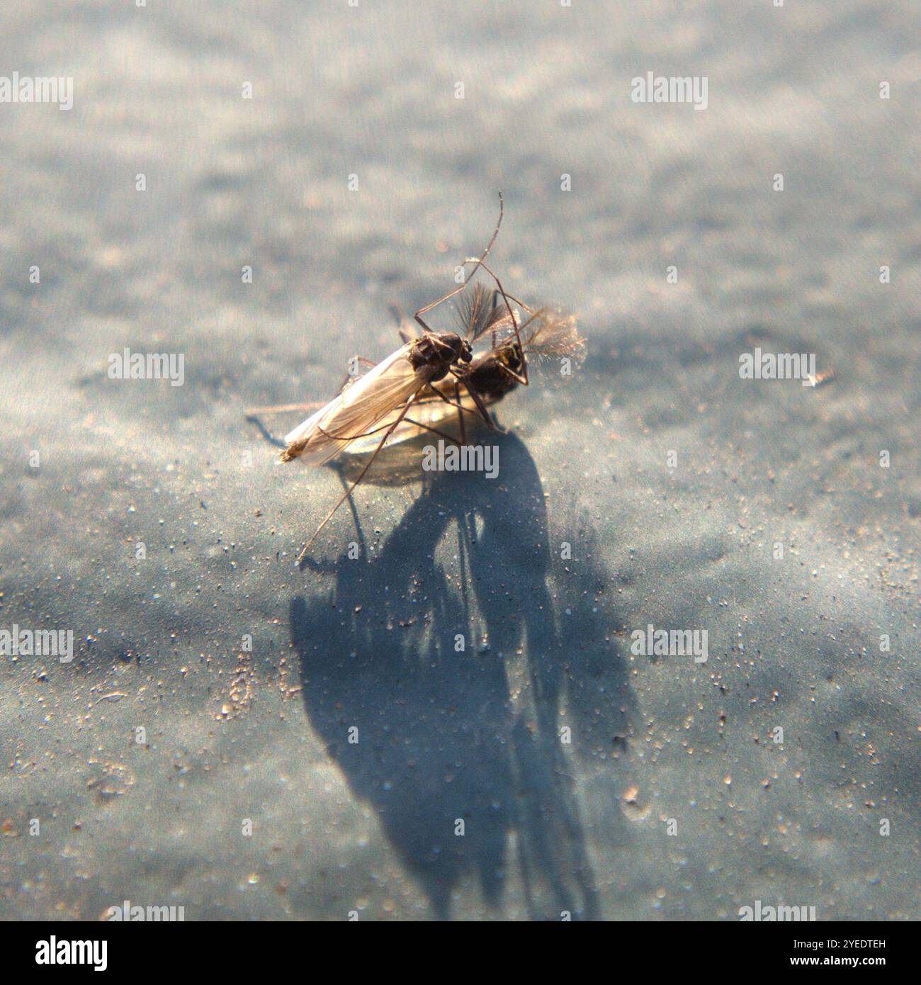 Non-biting Midges (Chironomidae Stock Photo - Alamy