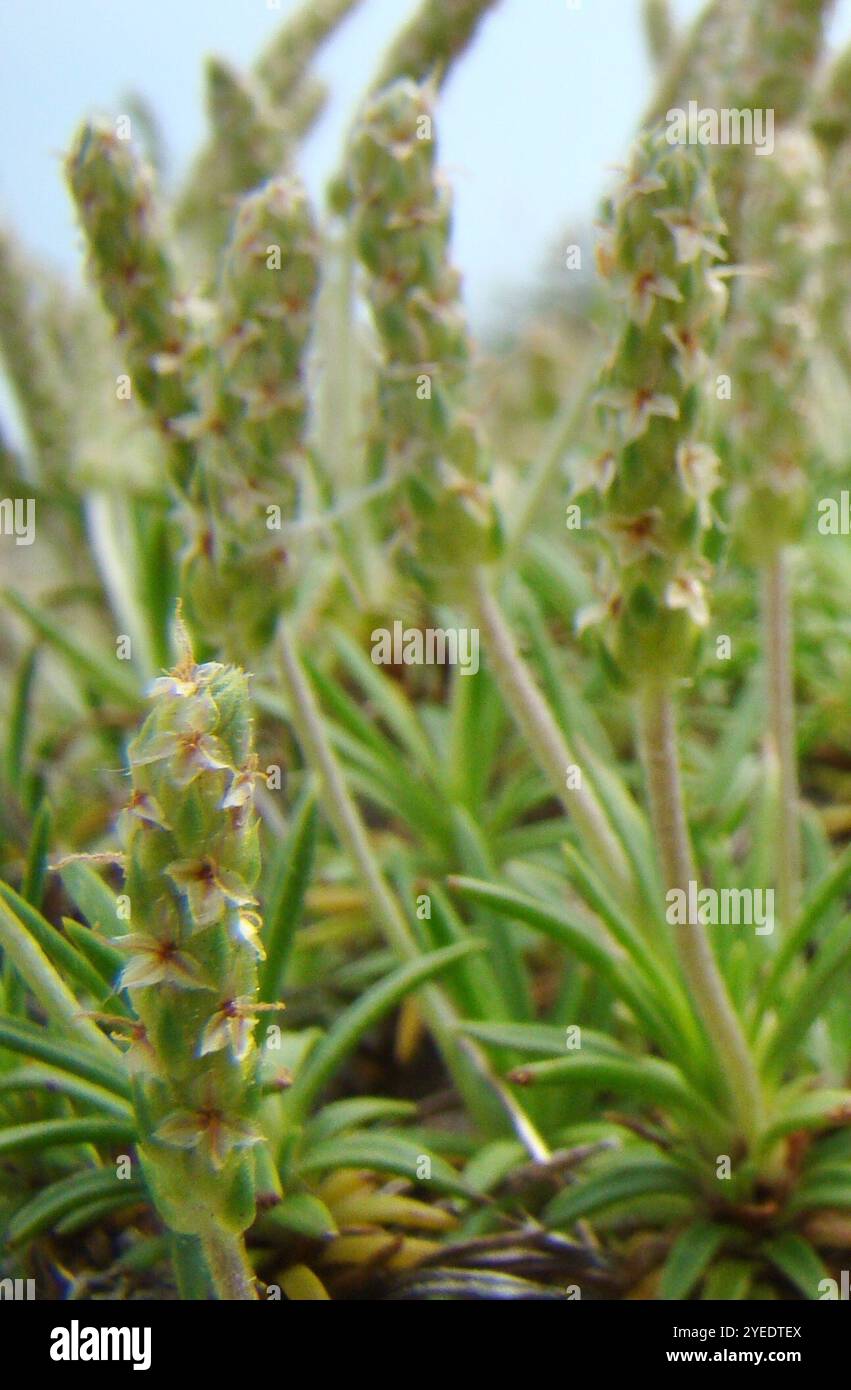 Plantago subulata plantago subulata hi-res stock photography and images ...