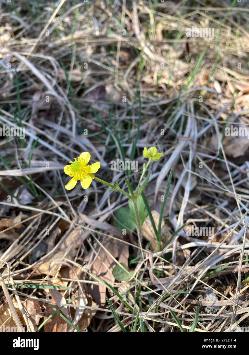 Prairie Buttercup (Ranunculus rhomboideus Stock Photo - Alamy