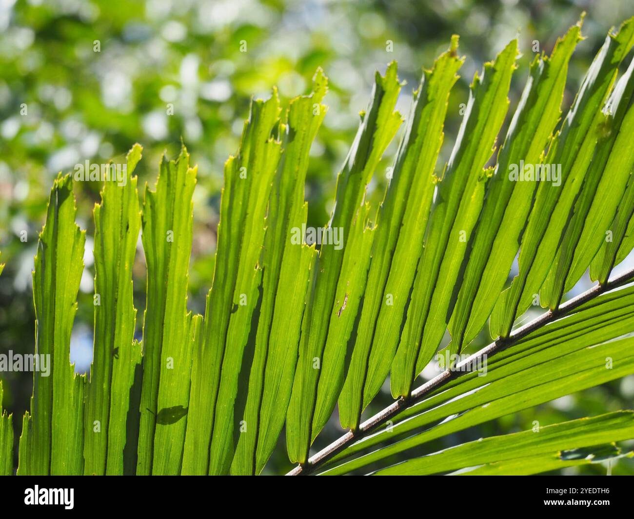 Arenga Palm (Arenga engleri Stock Photo - Alamy