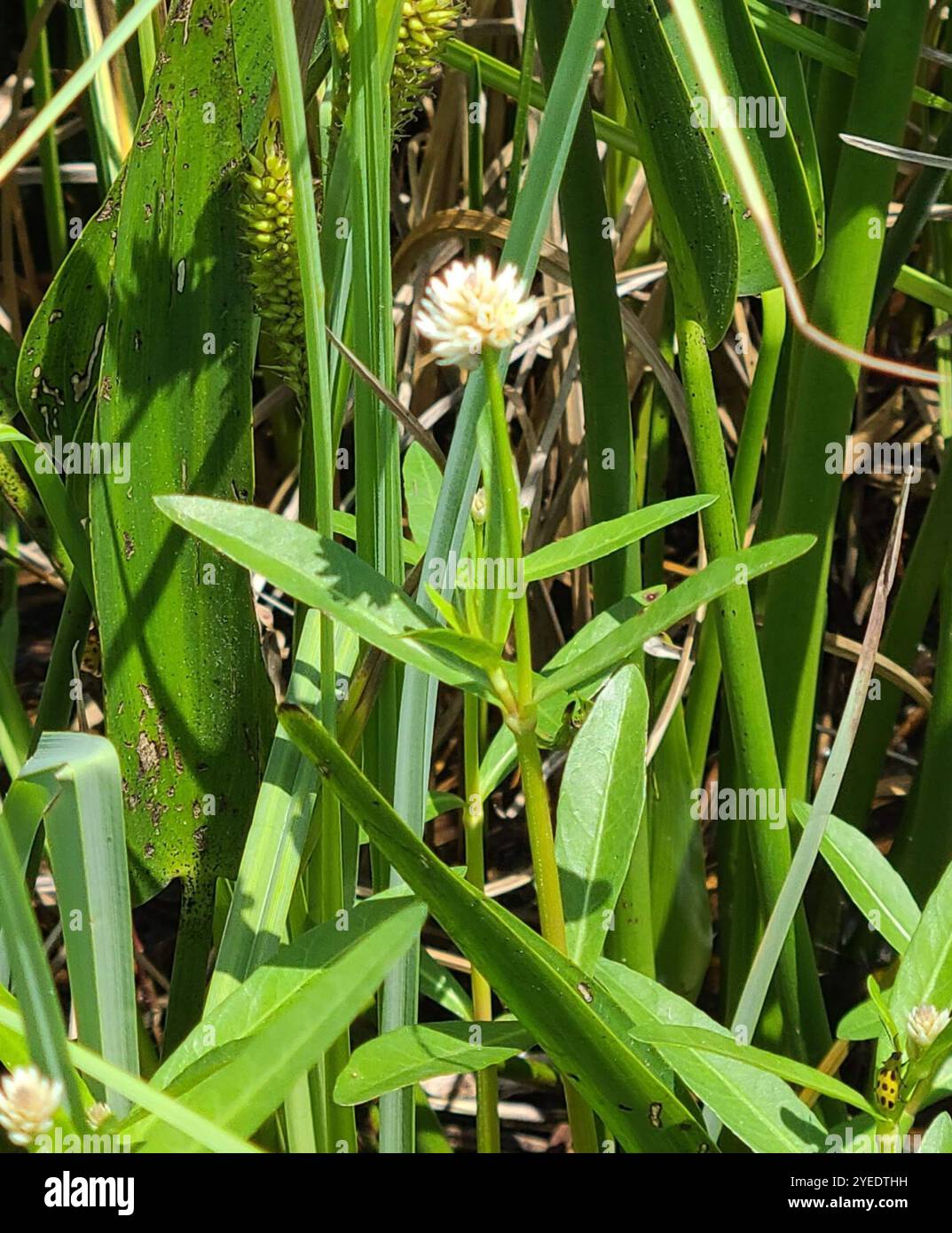 Alligatorweed (Alternanthera philoxeroides Stock Photo - Alamy